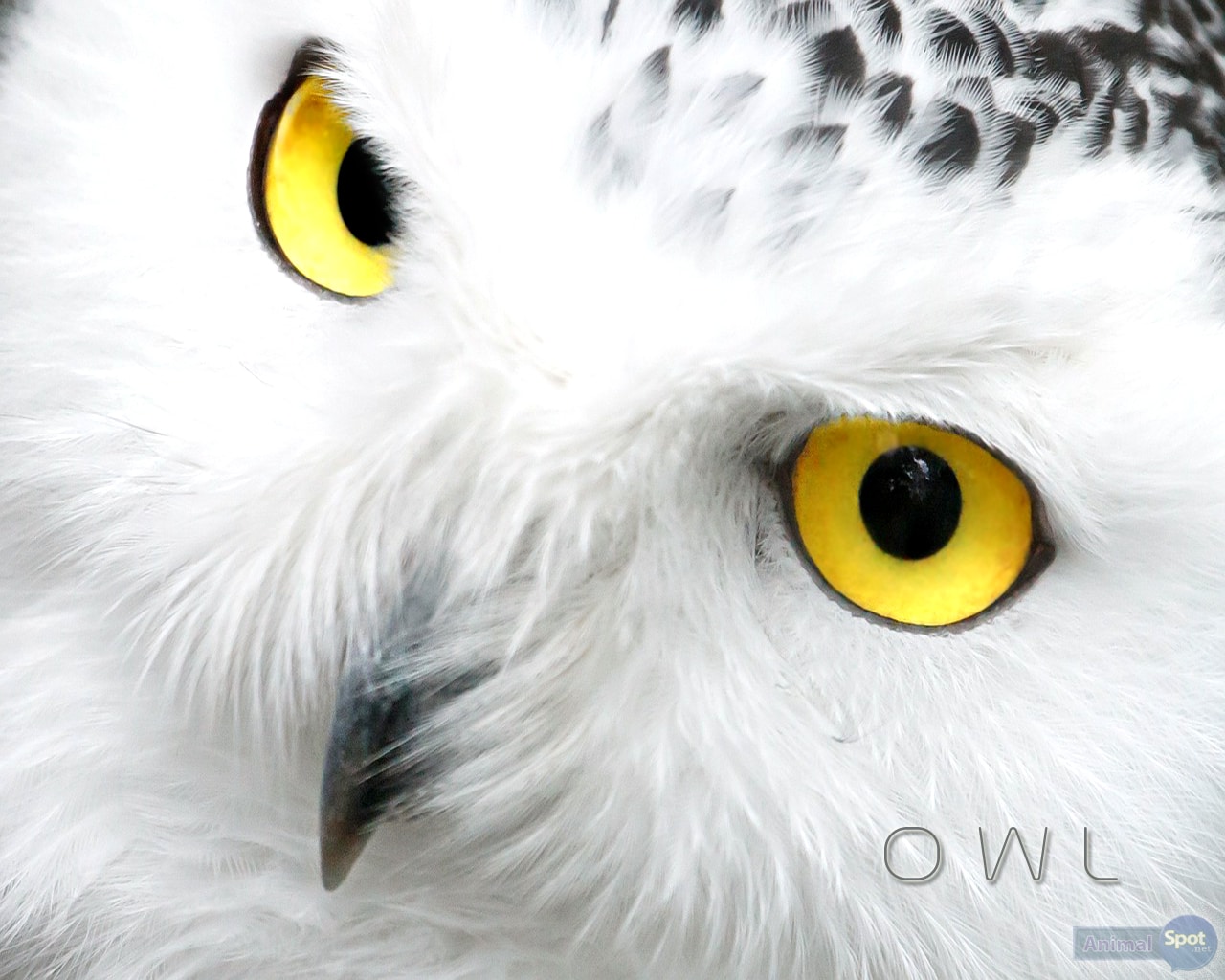 White-Owl-Wallpaper - SiamQuant